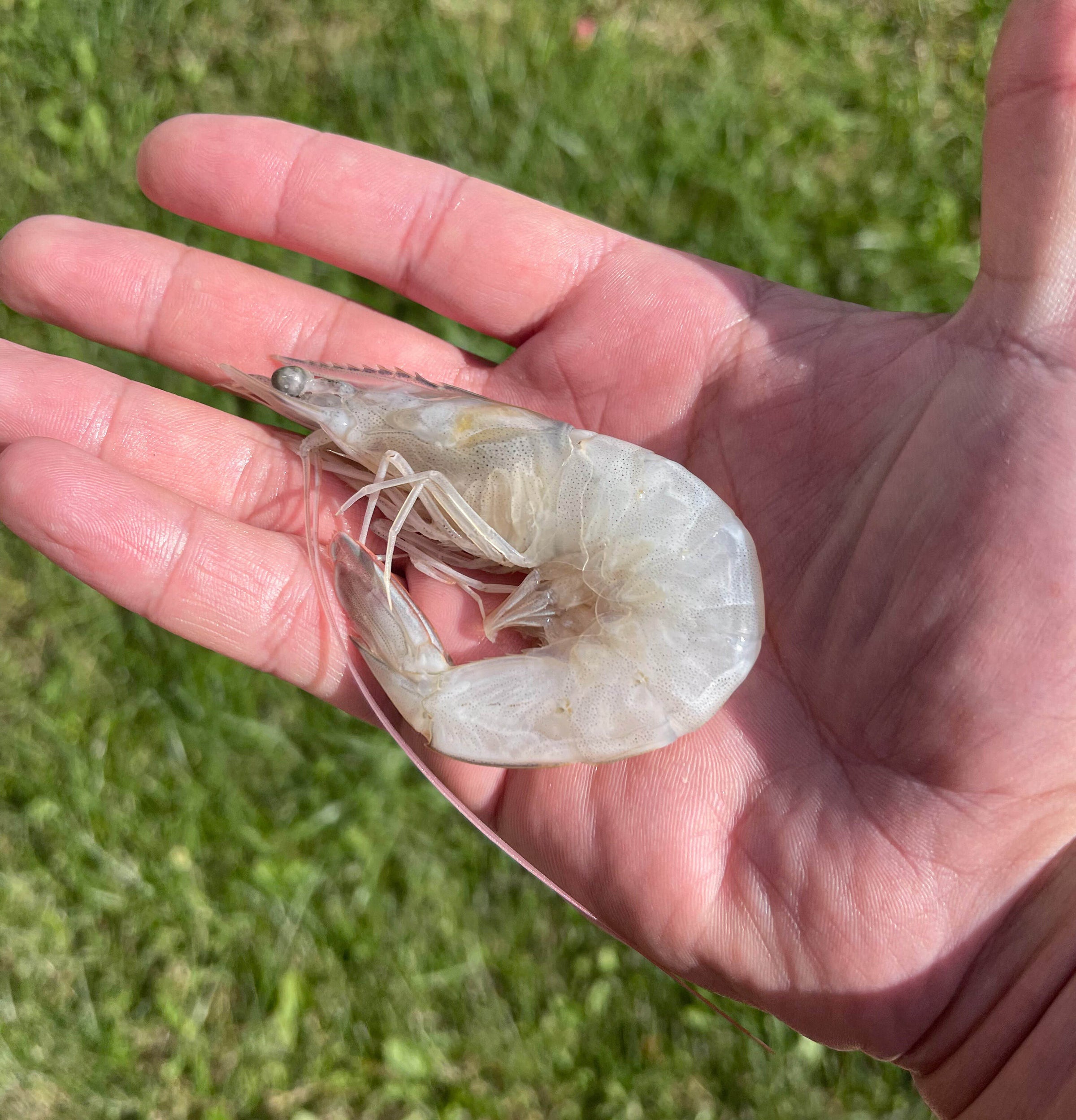 Large White Shrimp Pictures